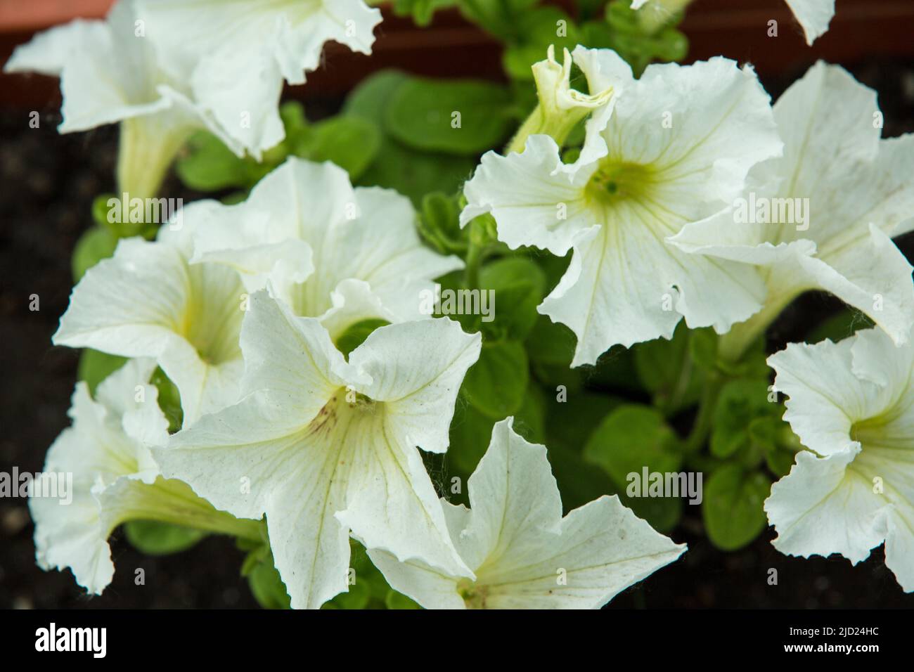 White Petunia flower. First spring flowers. Petunia hybrida. Blooming ...