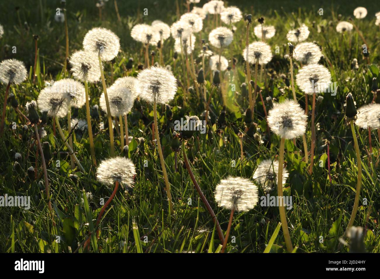 Seed of life pattern hi-res stock photography and images - Alamy