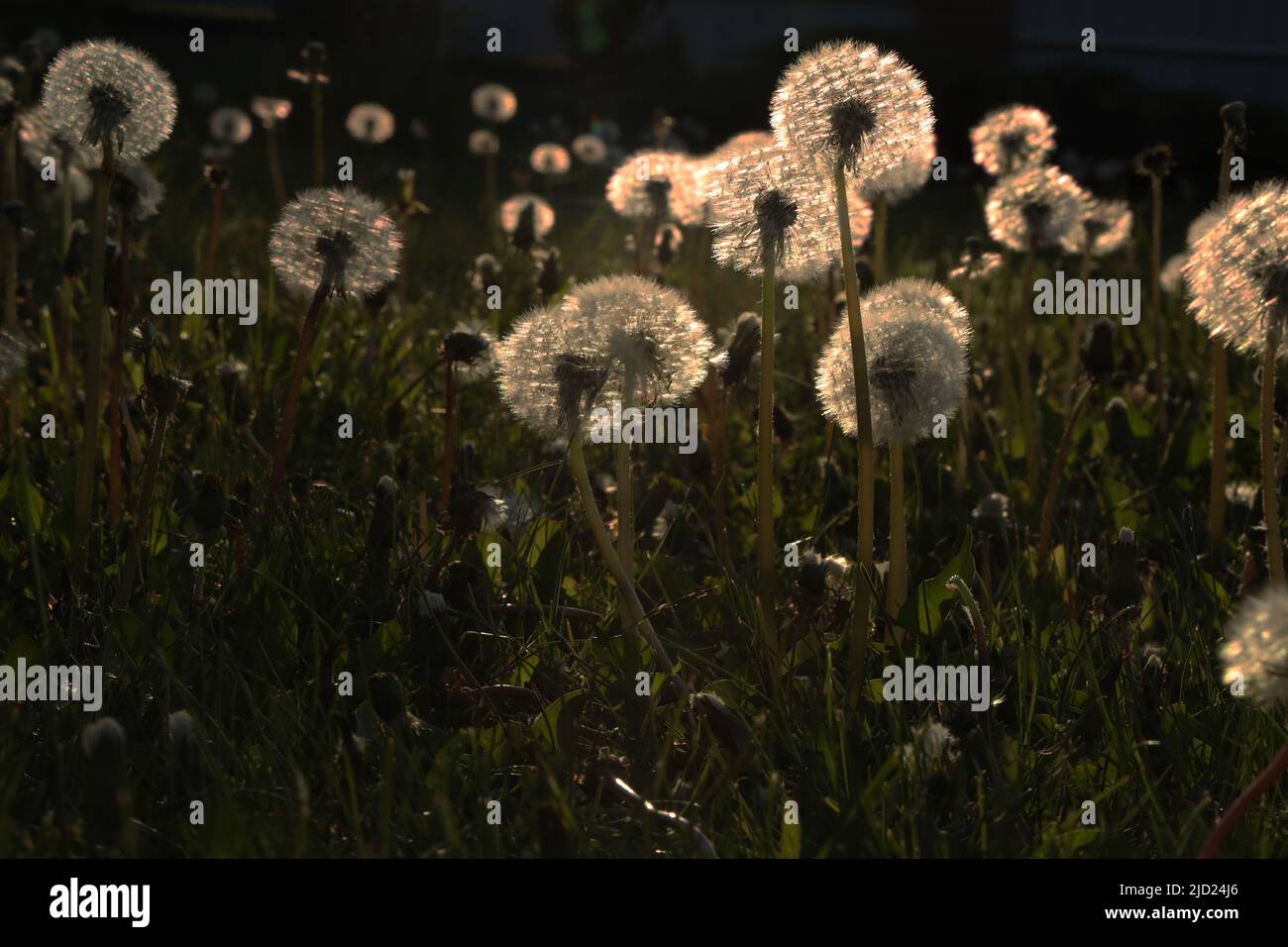 Seed of life pattern hi-res stock photography and images - Alamy