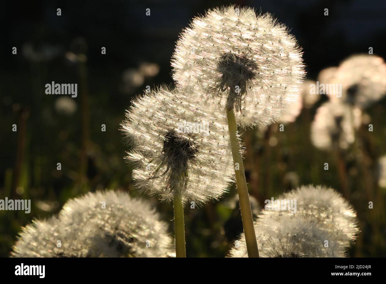 Seed of life pattern hi-res stock photography and images - Alamy
