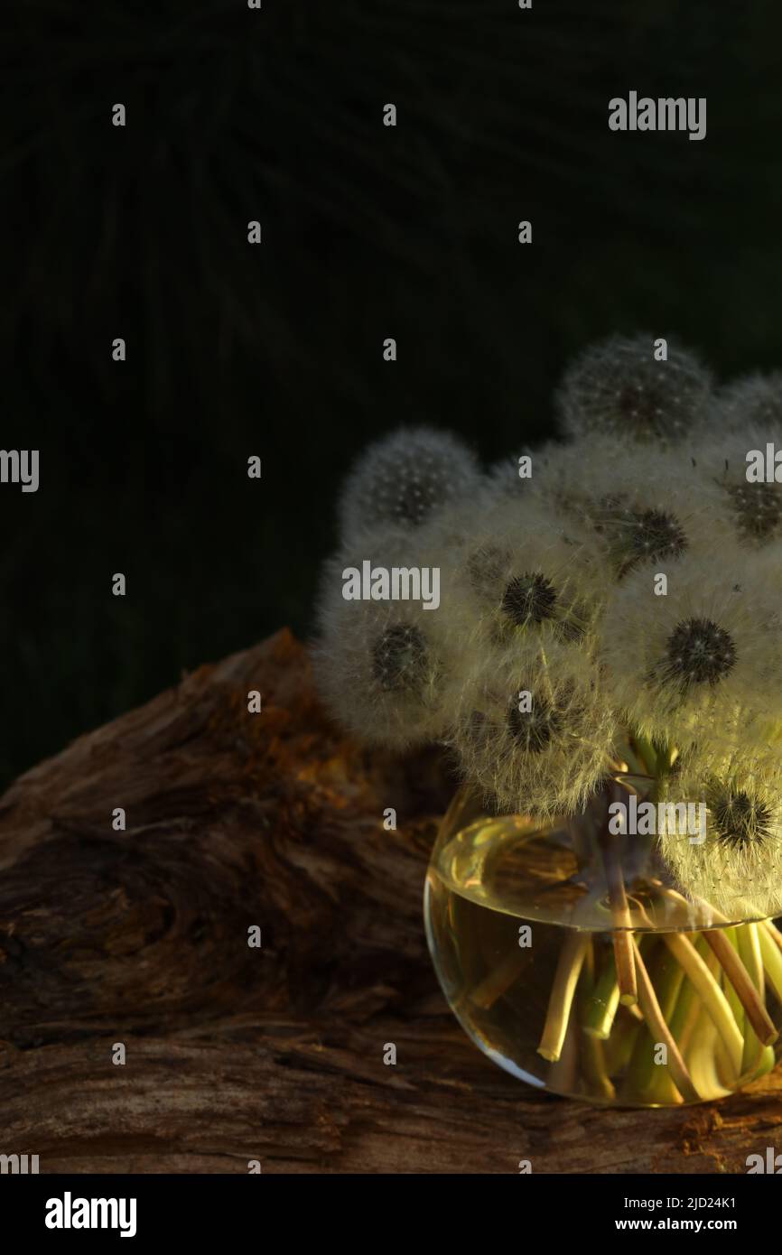 still life with dandelions in vase on wooden background Stock Photo - Alamy