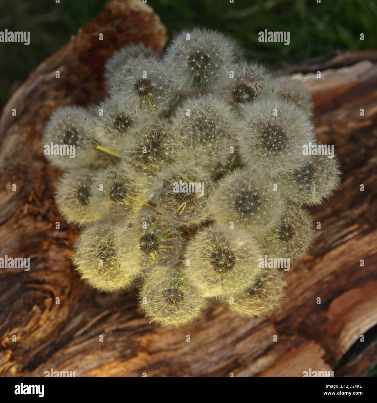 still life with dandelions in vase on wooden background Stock Photo - Alamy
