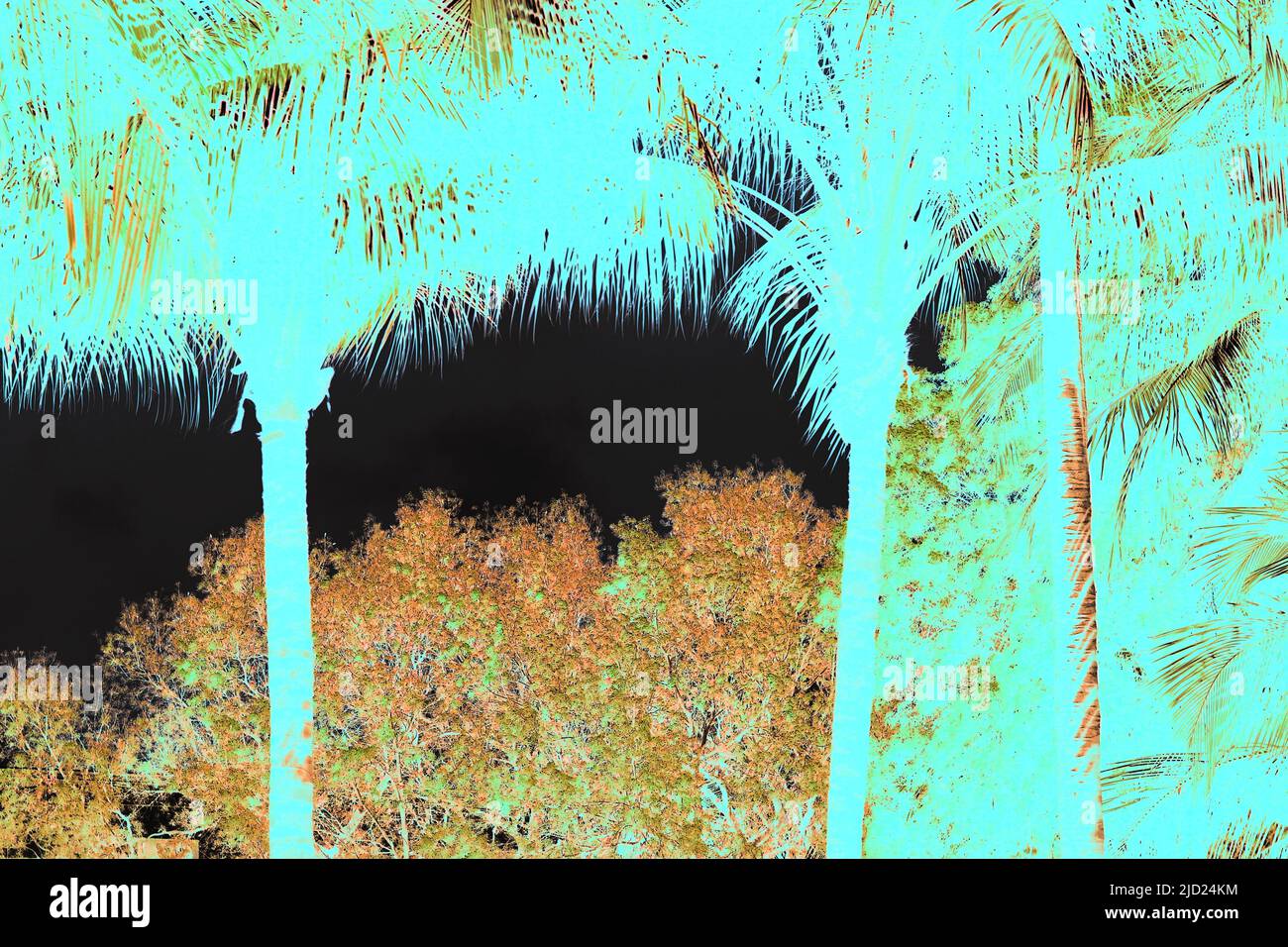 Beautiful tropical palm trees growing in the meadow in a color film ...