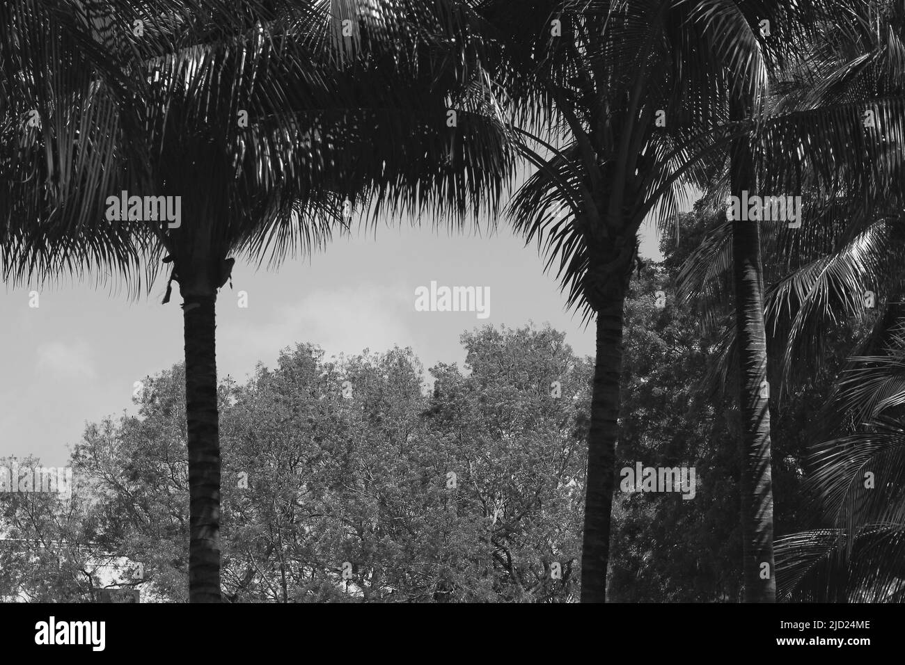 Beautiful tropical palm trees growing in the meadow in black and white ...