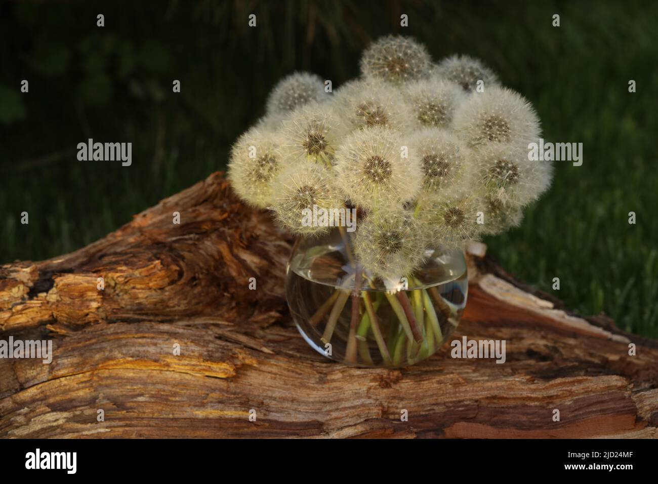 still life with dandelions in vase on wooden background Stock Photo - Alamy