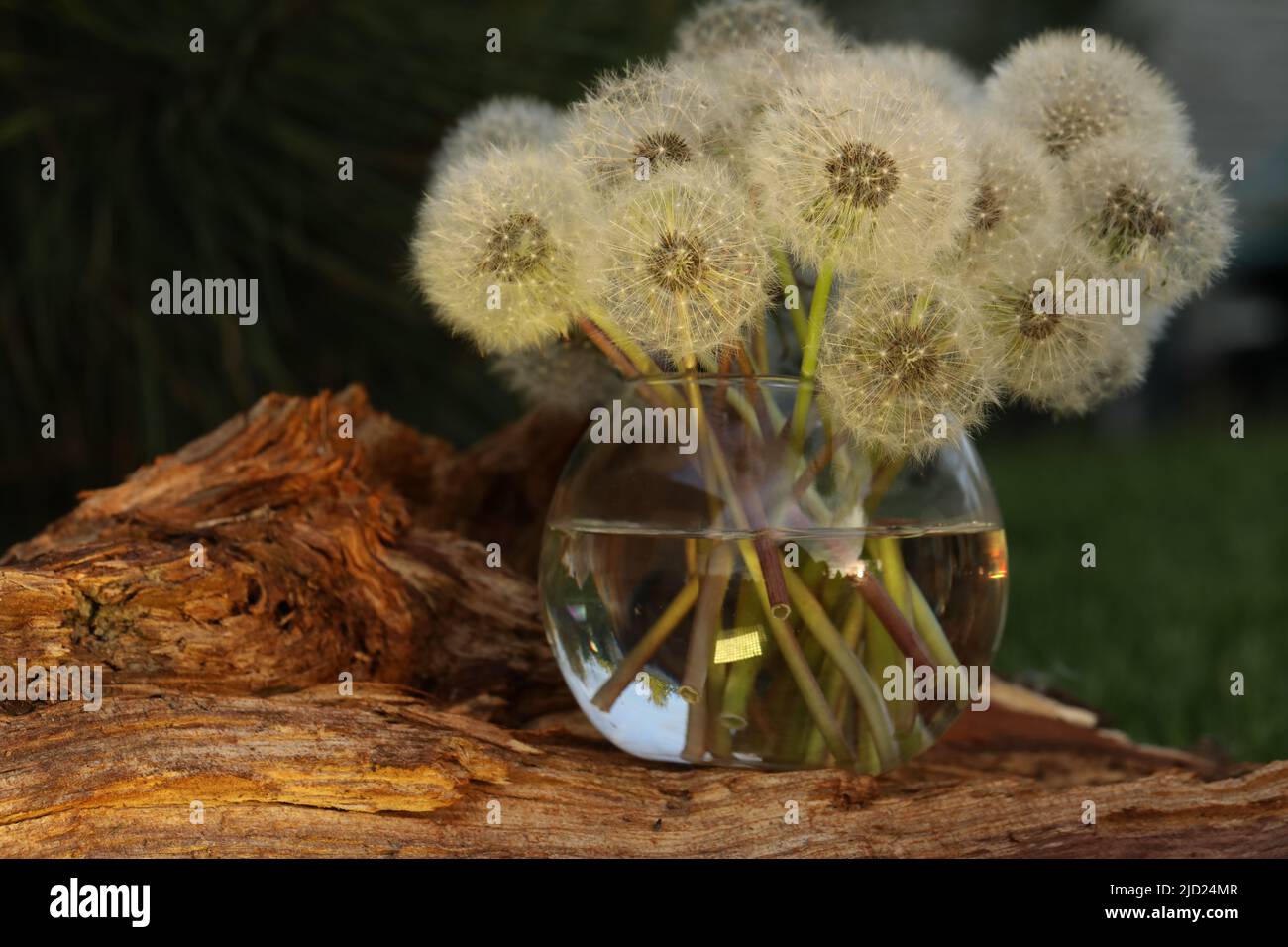 still life with dandelions in vase on wooden background Stock Photo - Alamy