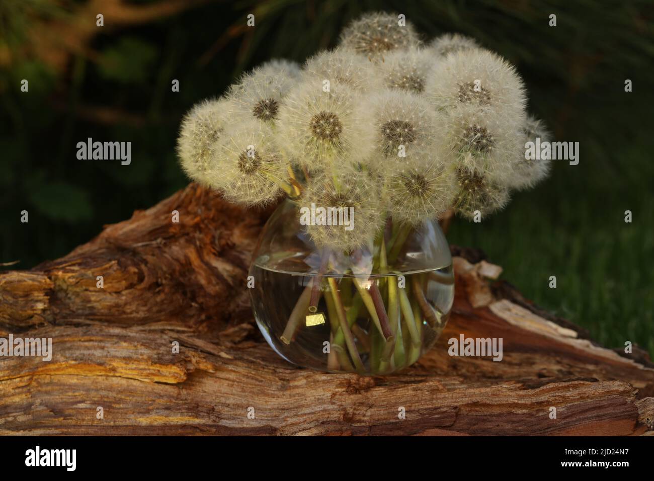 still life with dandelions in vase on wooden background Stock Photo - Alamy