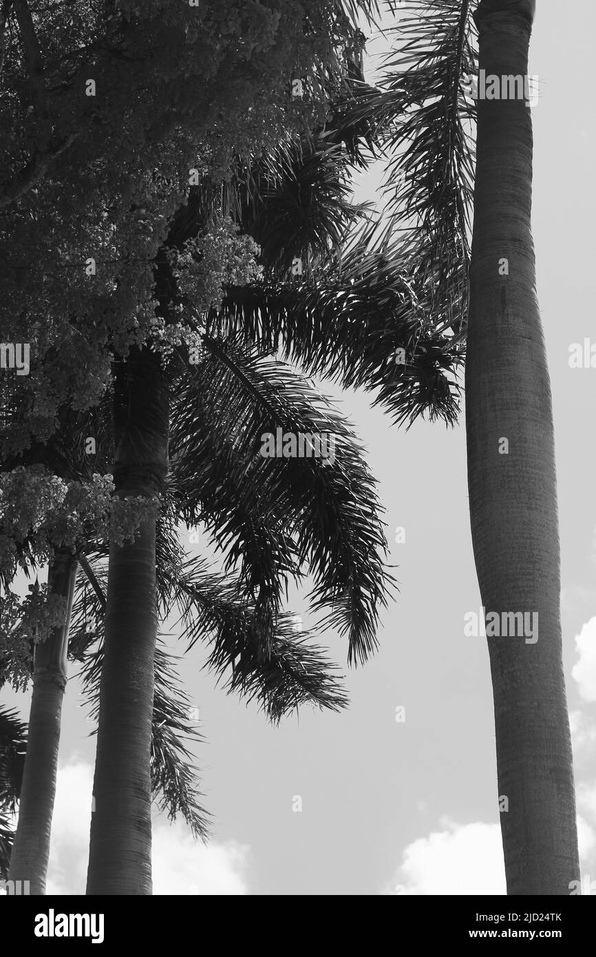Beautiful tropical palm trees growing in the meadow in black and white ...