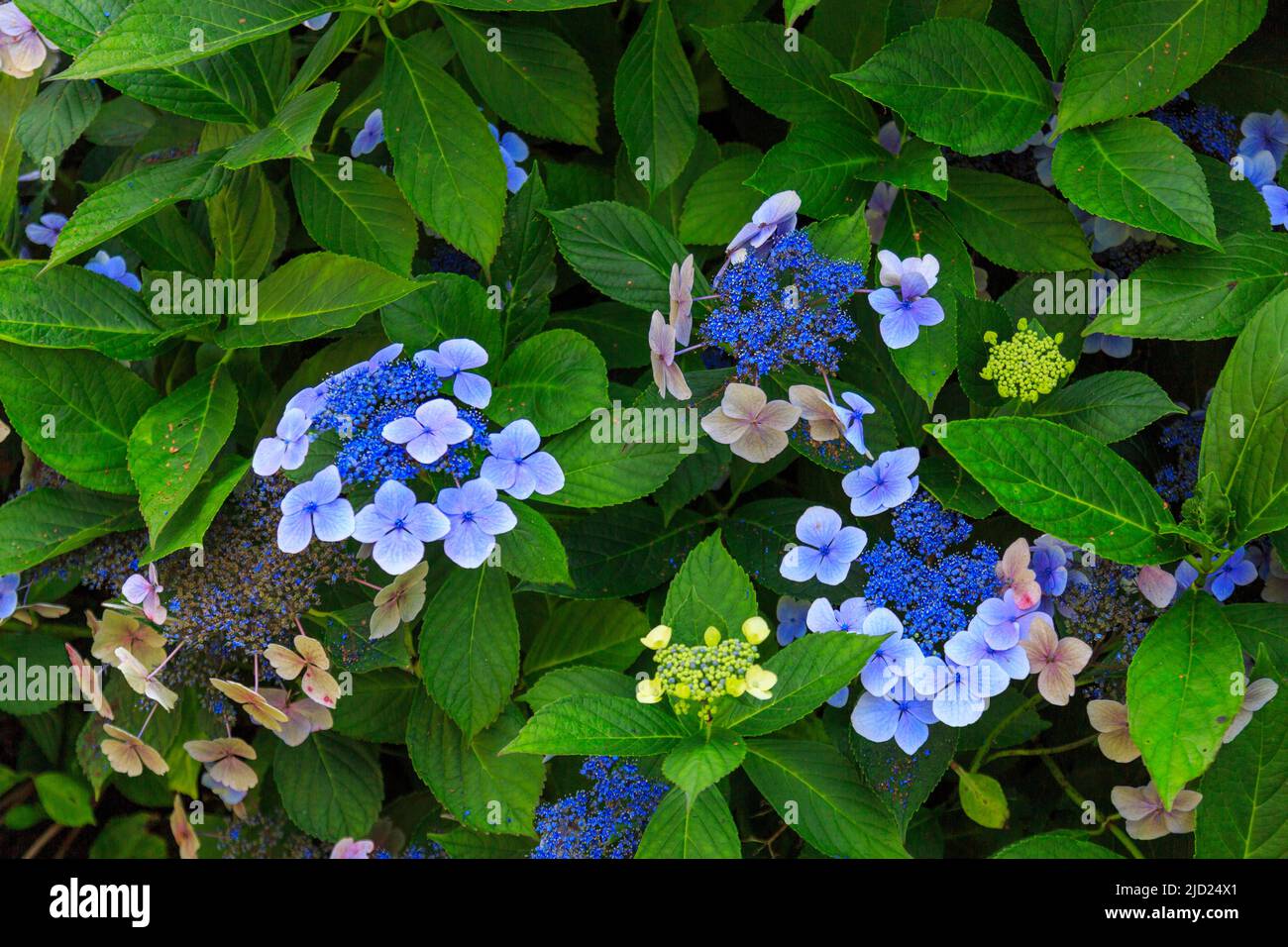 Blue lacecap hydrangeas at Burrow Farm Gardens, created by Mary Benger nr Axminster, Devon ...