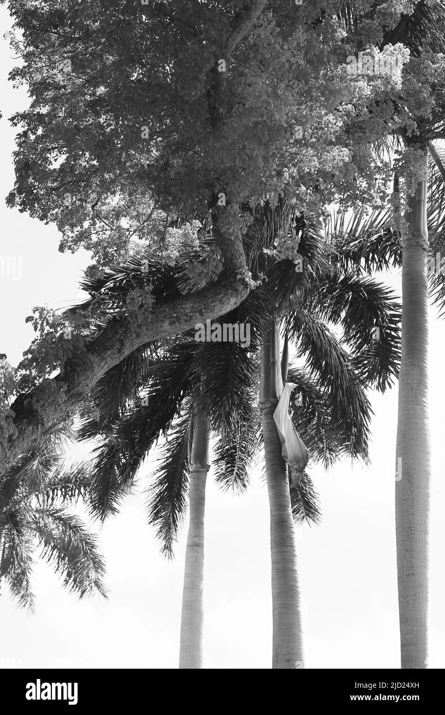 Beautiful tropical palm trees growing in the meadow in black and white ...