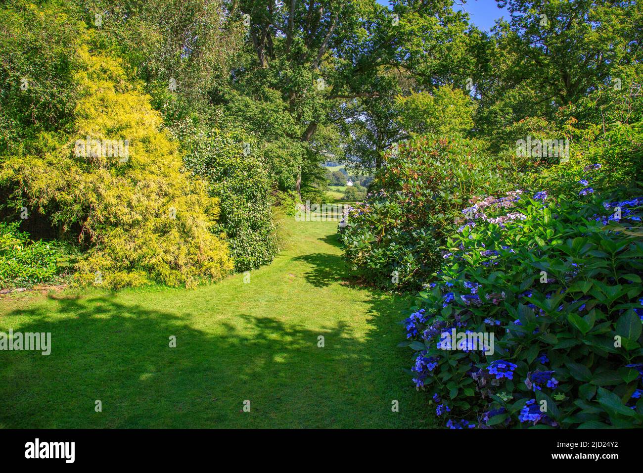 Blue lacecap hydrangeas at Burrow Farm Gardens, created by Mary Benger ...