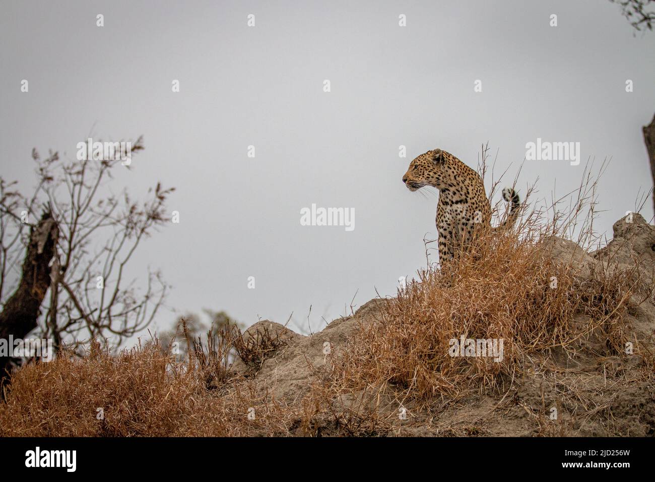 Female Leopard standing on top of a little hump in the Kruger National ...
