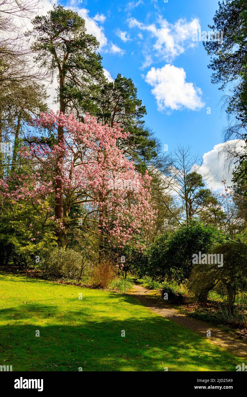 Colourful spring magnolia tree blossom at Knightshayes Court, nr ...