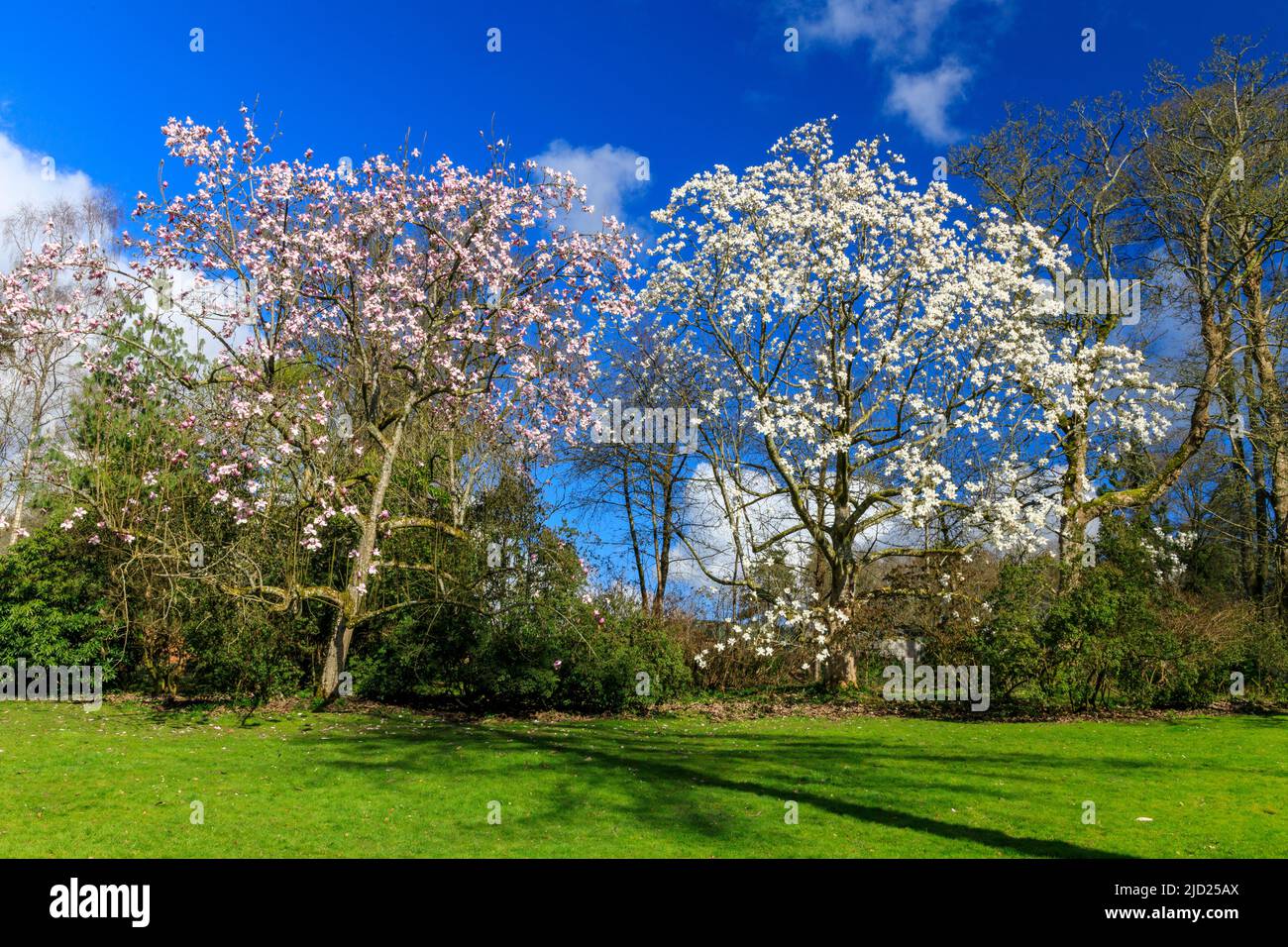Colourful spring magnolia tree blossom at Knightshayes Court, nr ...