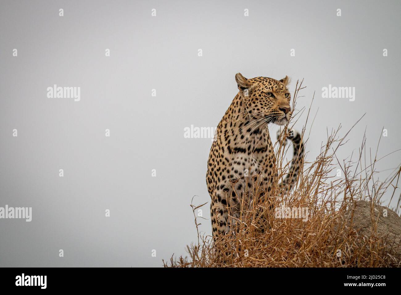 Female Leopard standing on top of a little hump in the Kruger National ...