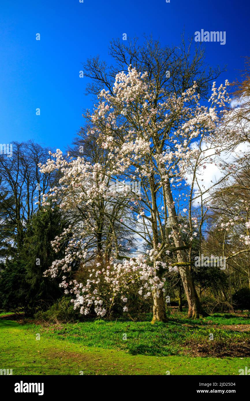 Colourful spring magnolia tree blossom at Knightshayes Court, nr ...