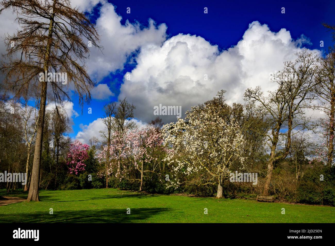 Colourful spring magnolia tree blossom at Knightshayes Court, nr ...