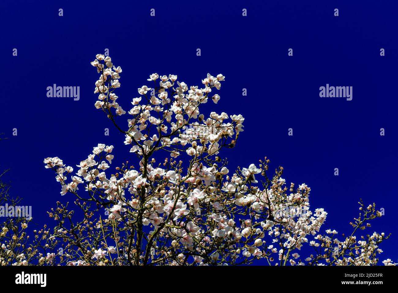 Colourful spring magnolia tree blossom at Knightshayes Court, nr ...