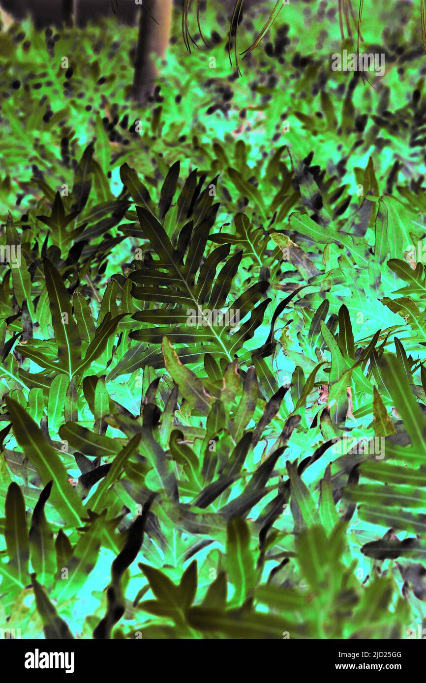 Lush tropical fern plants growing in the meadow in a color negative ...
