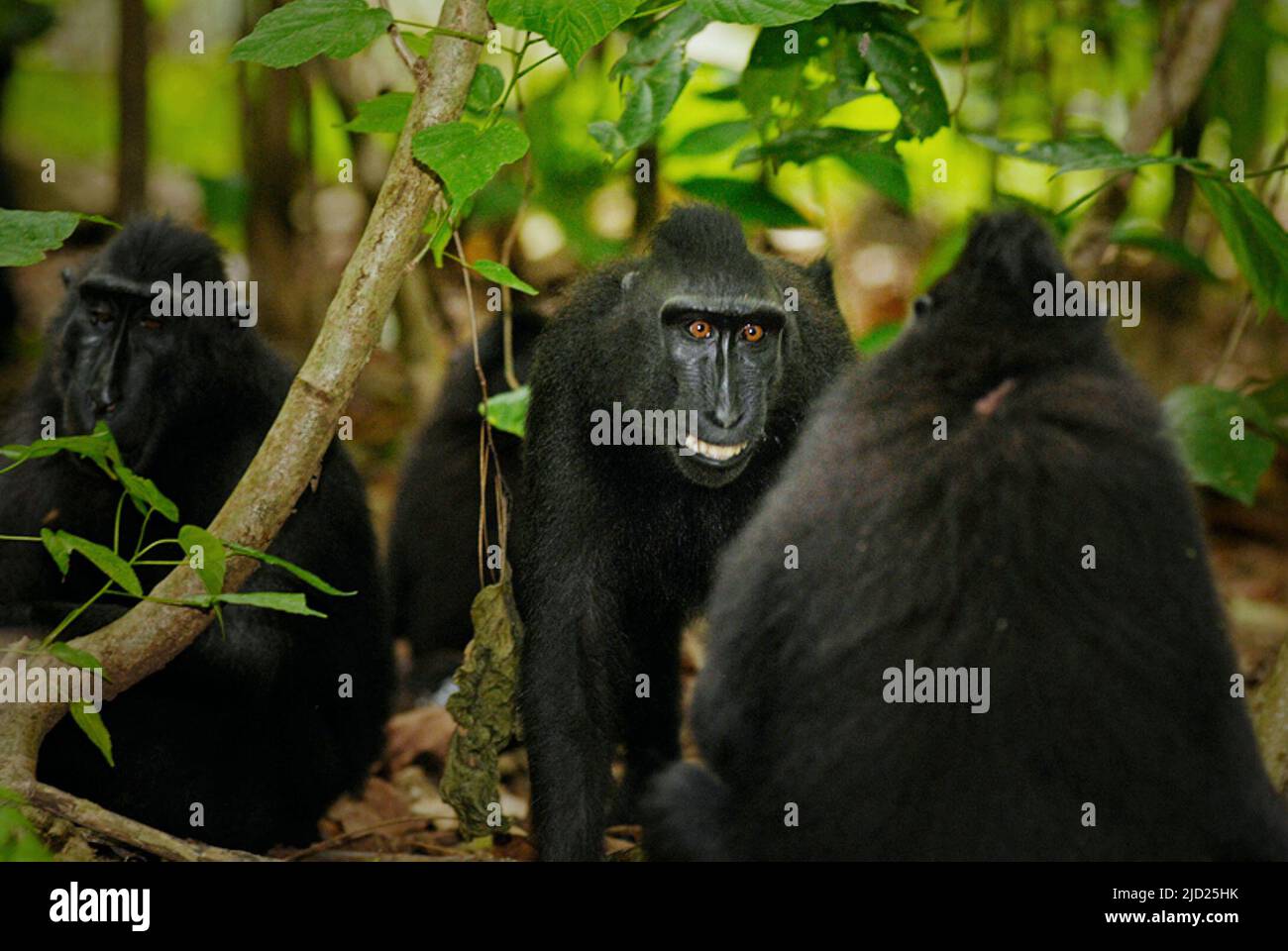 A Sulawesi crested black macaque (Macaca nigra) is showing a bare-teeth ...