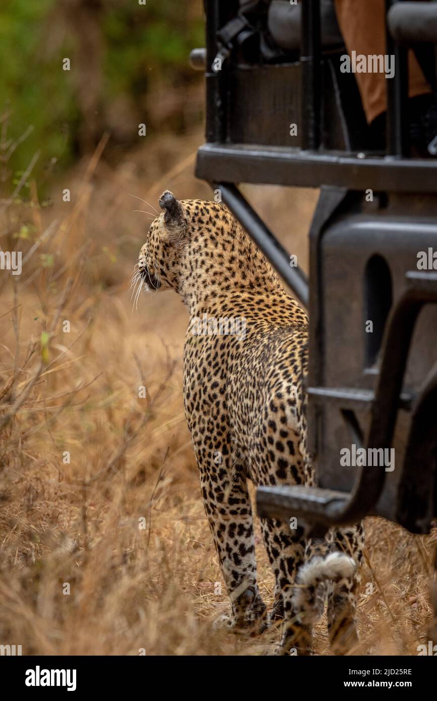 Leopard kruger car hi-res stock photography and images - Alamy