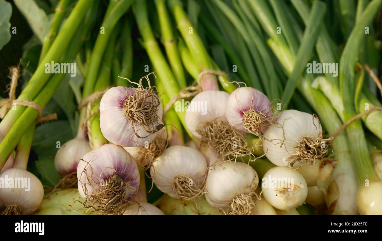 Garlic onion harvest bunch fresh market shop Allium sativum spring ...