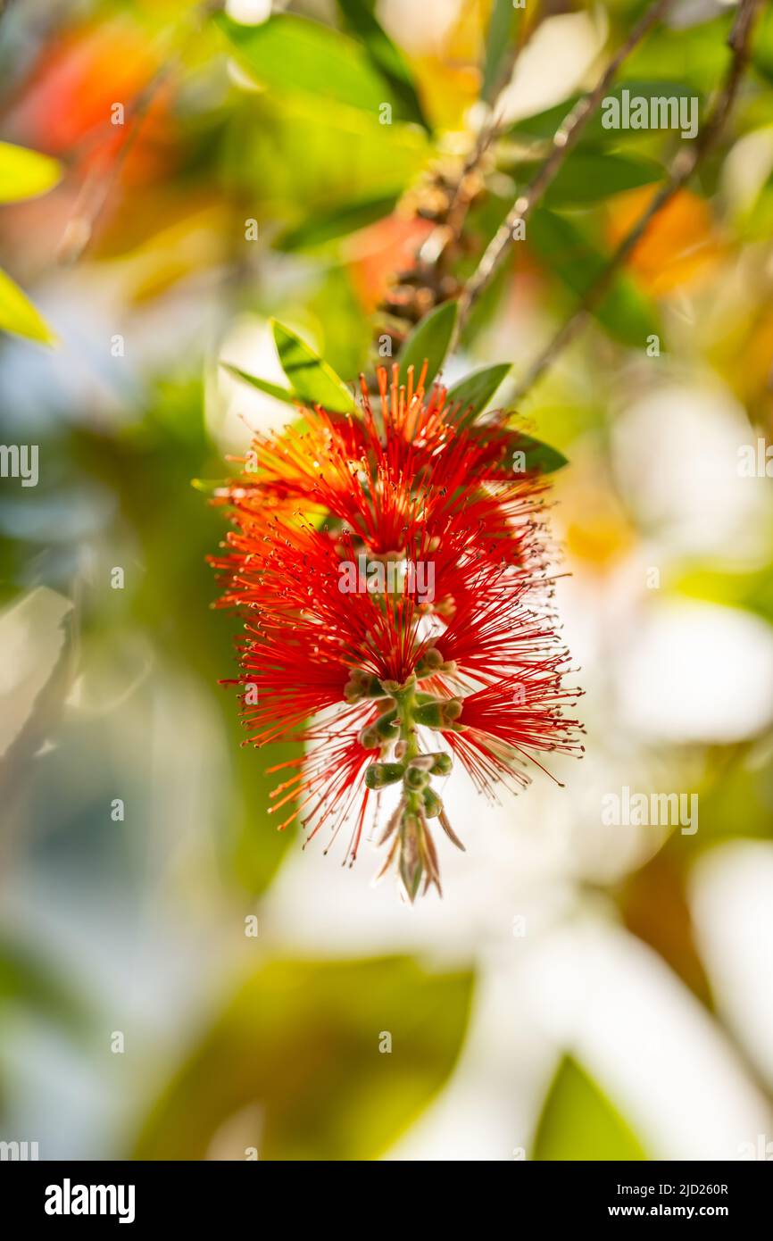Callistemon viminalis little john hi-res stock photography and images ...