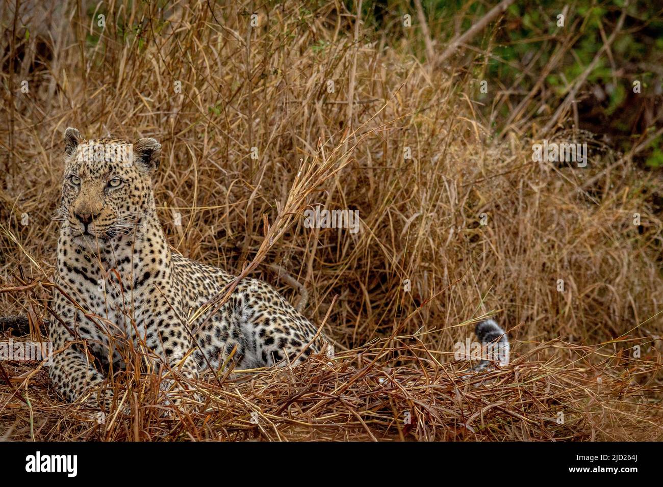 Big male Leopard laying in the high grass in the Kruger National Park ...
