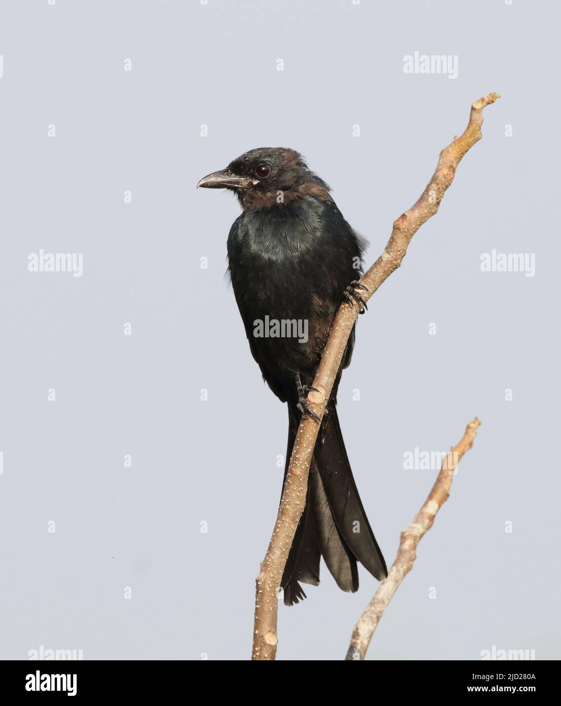 Black drongo is a small Asian passerine bird of the drongo family ...