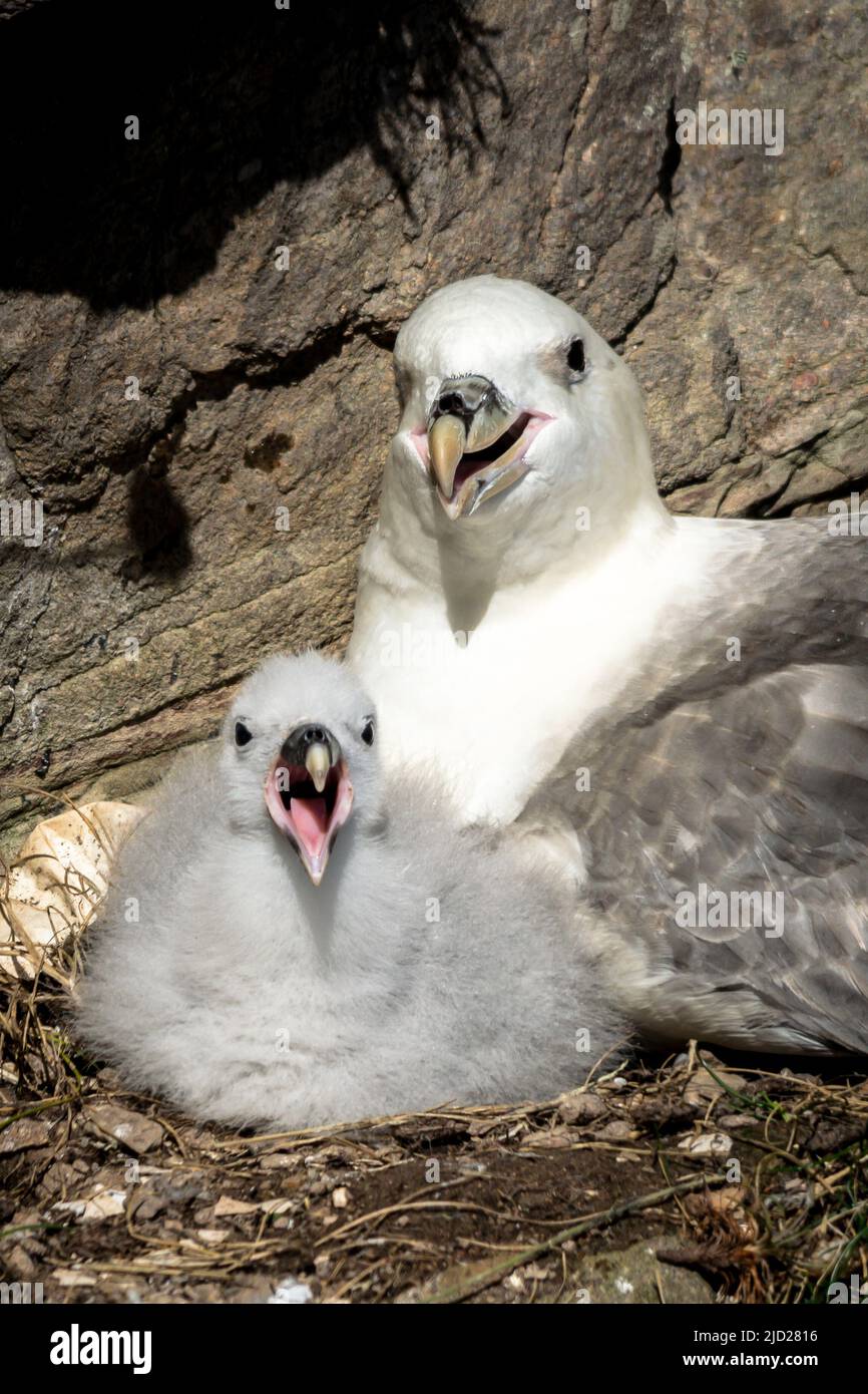 A fulmar and it's chick looking at the camera both will open beaks as ...
