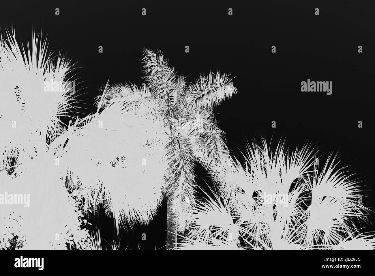 Beautiful tropical palm trees growing in the meadow in high contrast ...