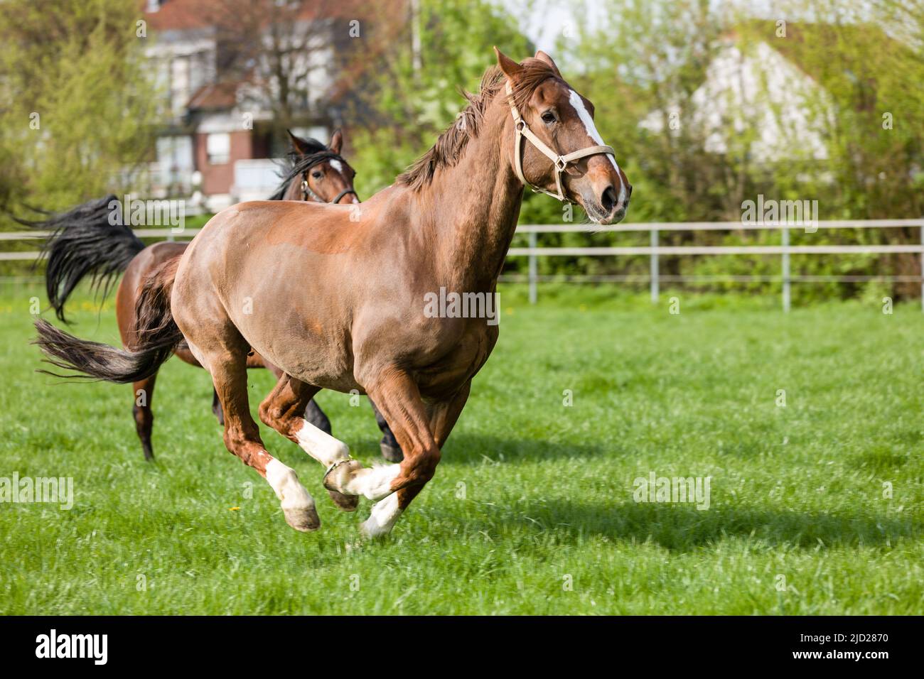 Close up of horses running hi-res stock photography and images - Alamy