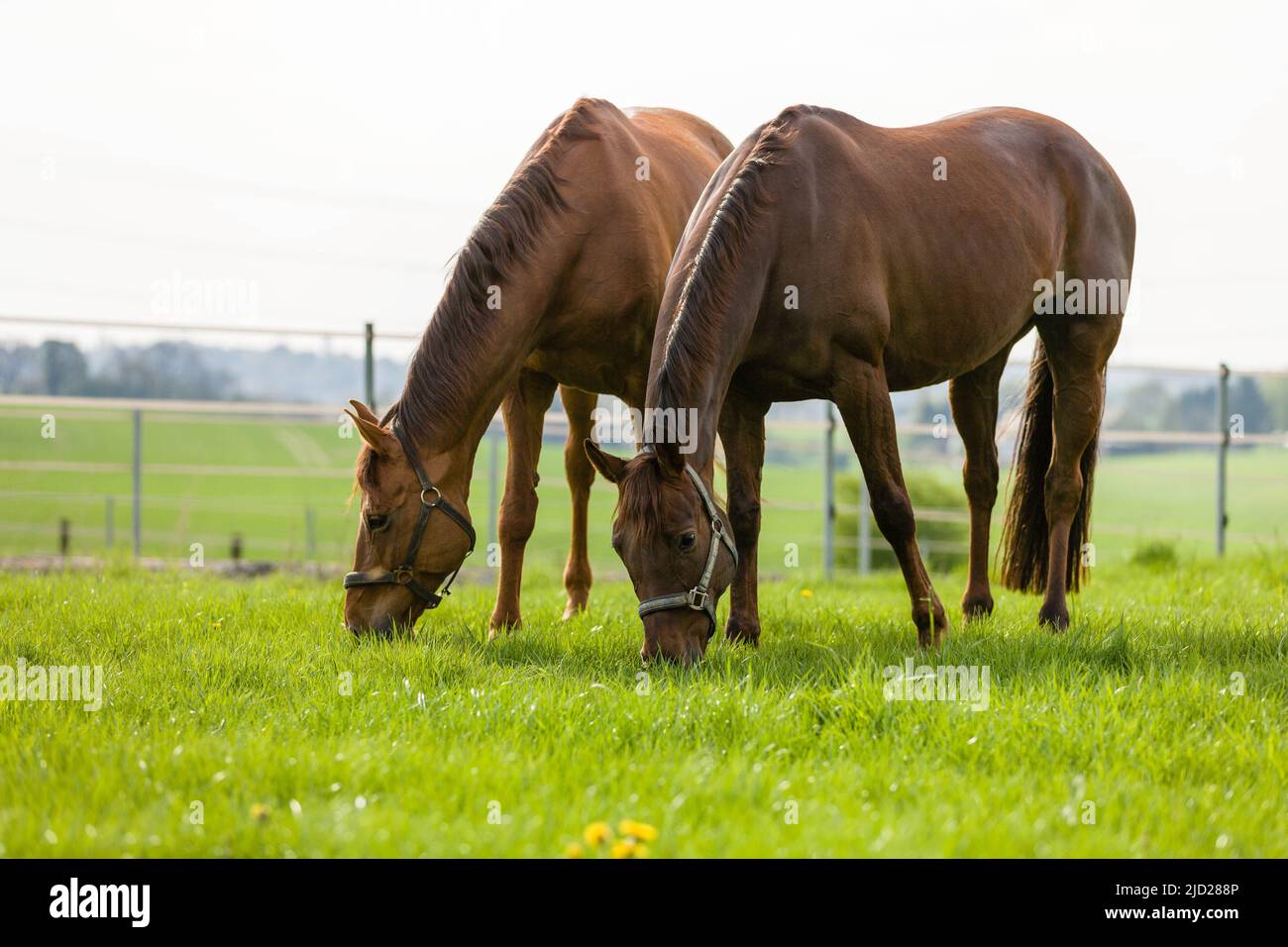 Grazing meadow hi-res stock photography and images - Alamy