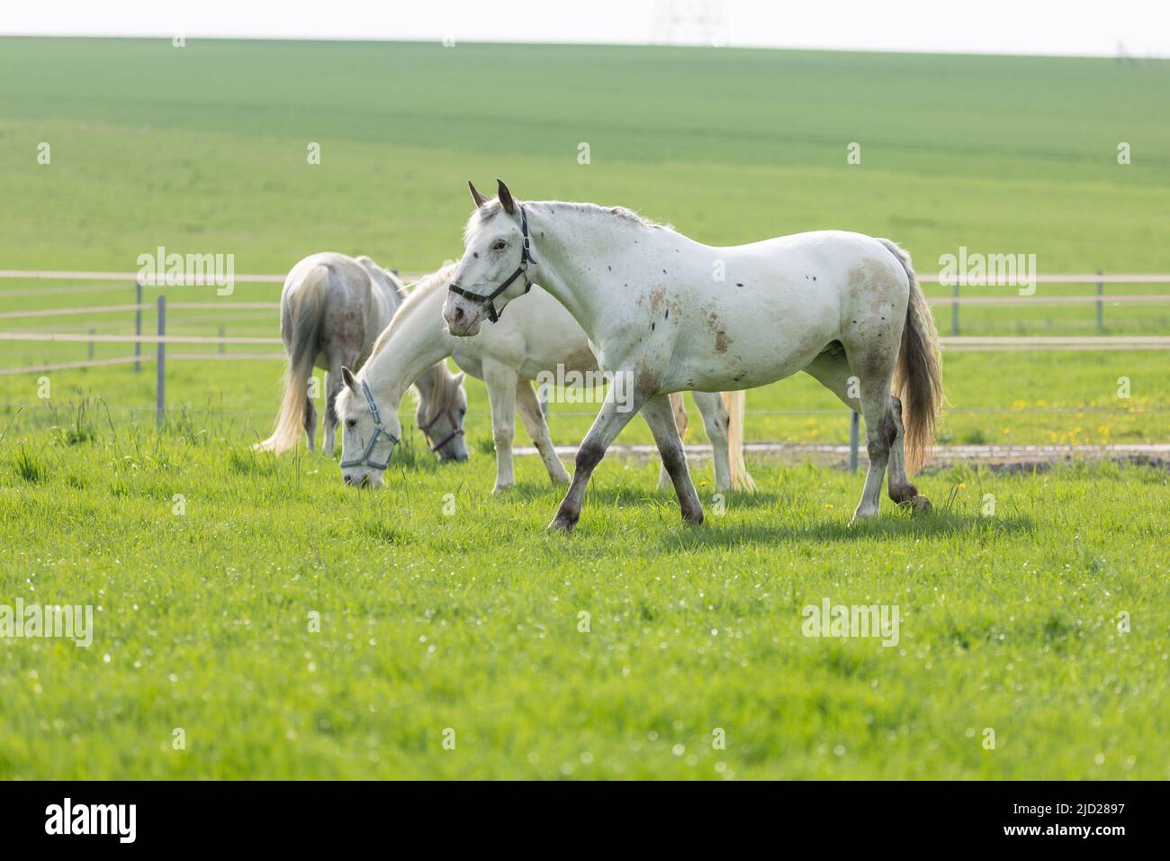 Whitem white horse hi-res stock photography and images - Alamy