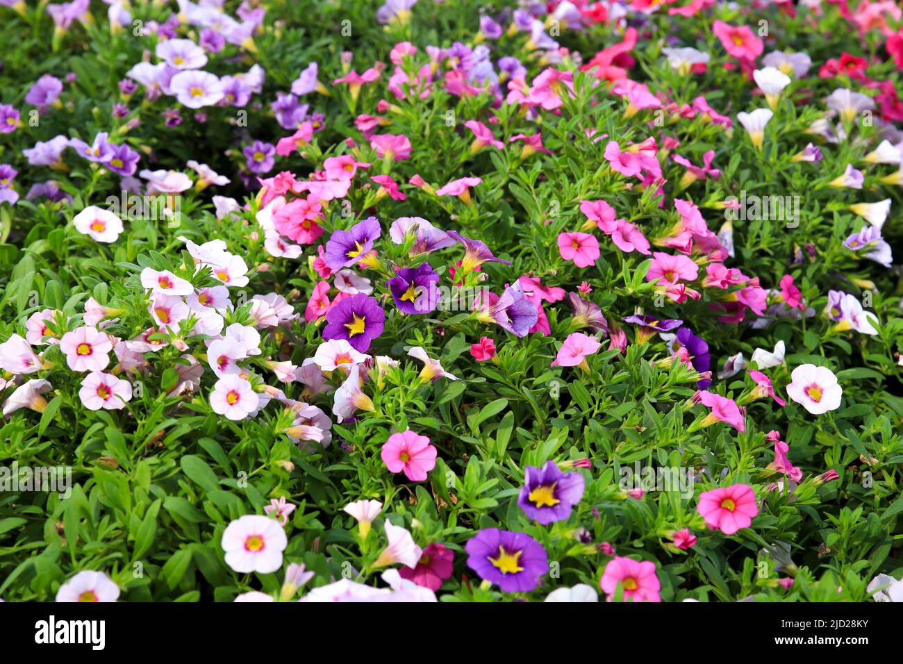 Beautiful and colorful plants under the sun in the garden Stock Photo ...