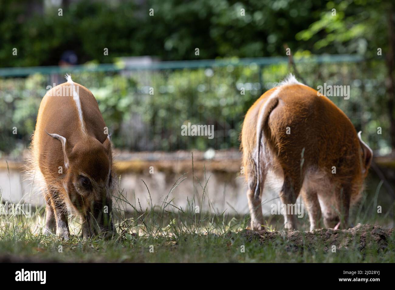 Brush eared pig hi-res stock photography and images - Alamy