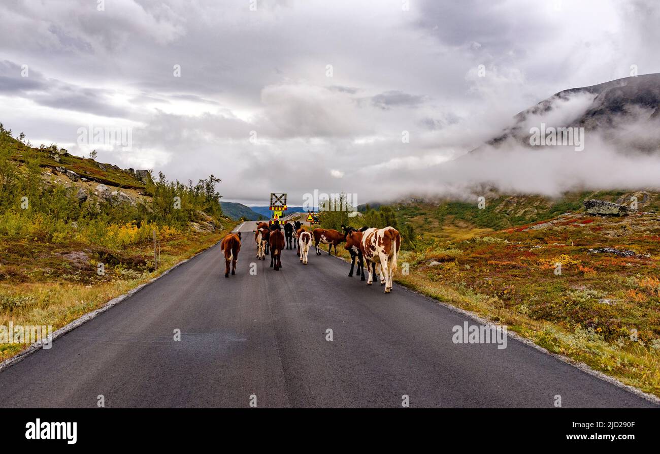 Cows blocking road hi-res stock photography and images - Alamy