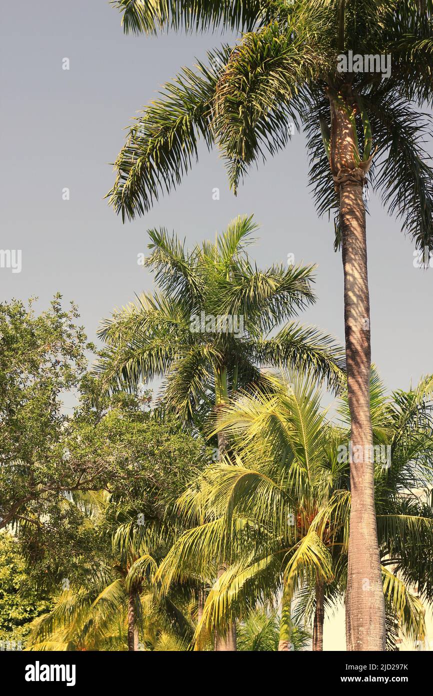 Beautiful tropical palm trees growing in the meadow Stock Photo - Alamy