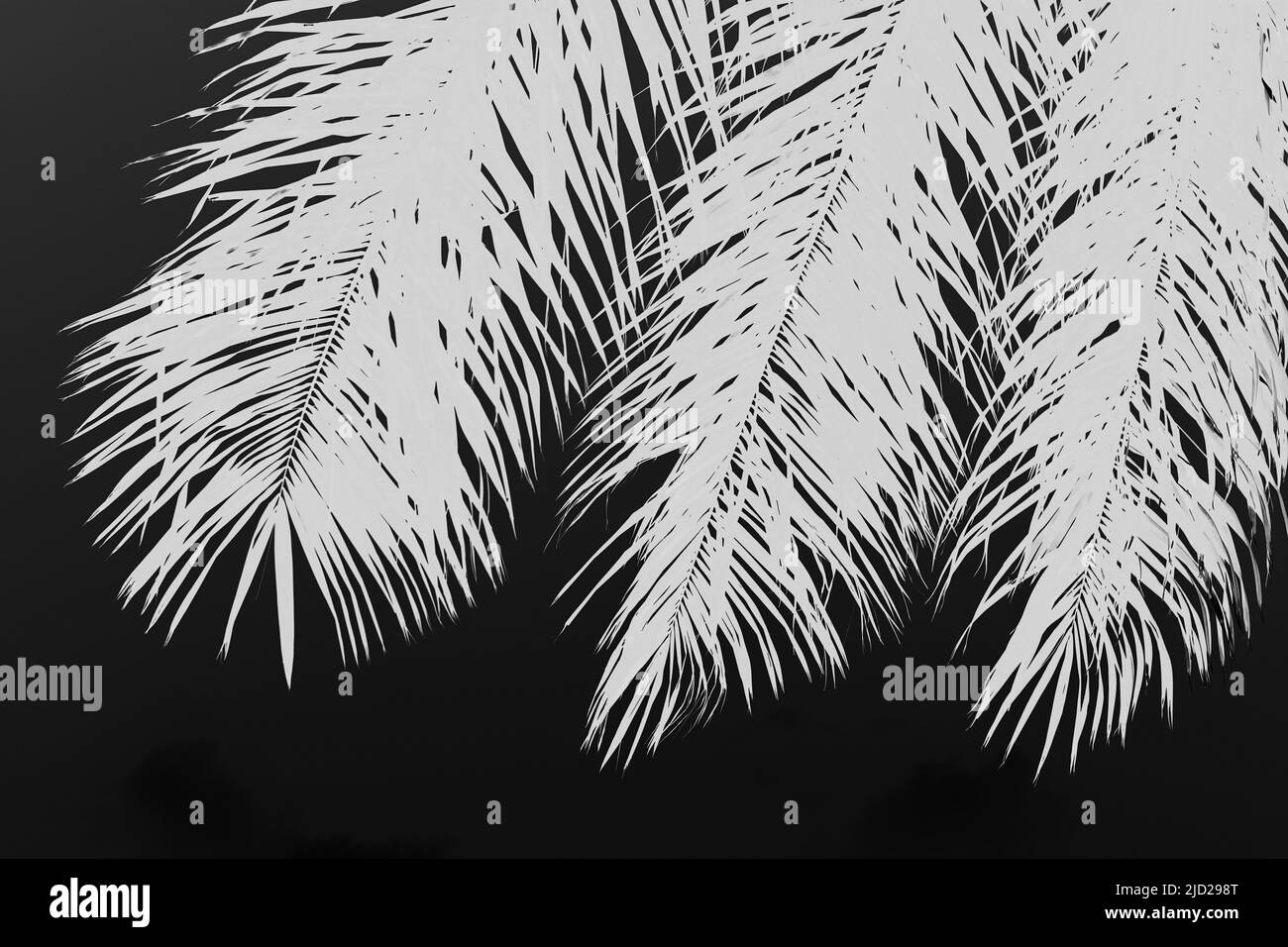 Beautiful tropical palm trees growing in the meadow in high contrast ...