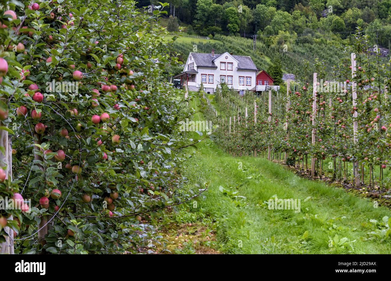 Growing apples in Ullensvang (Hardanger, Vestland), Norway Stock Photo ...