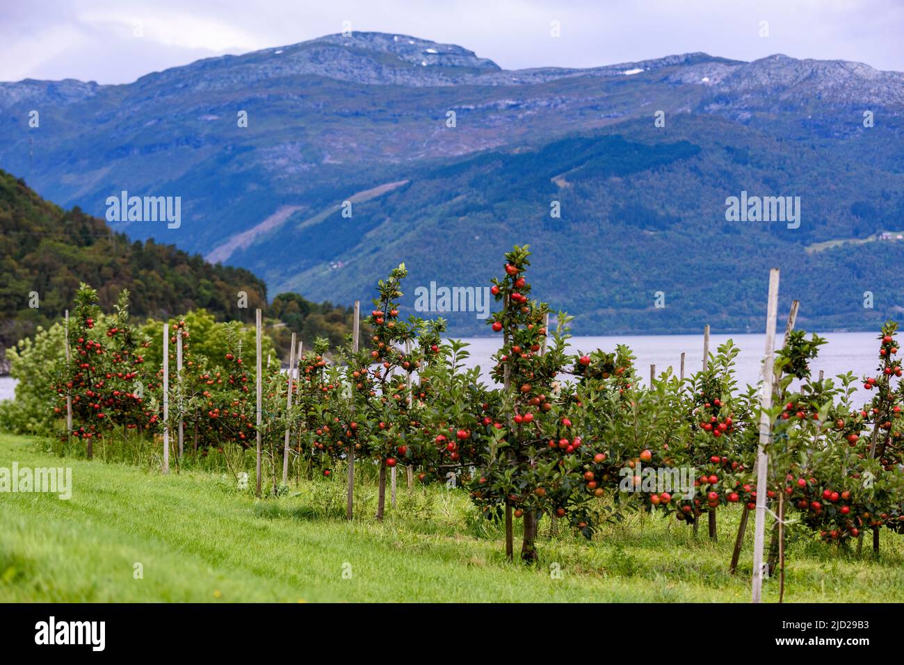Growing apples in beautiful Hardanger. Photo from Ullensvang (Vestland ...