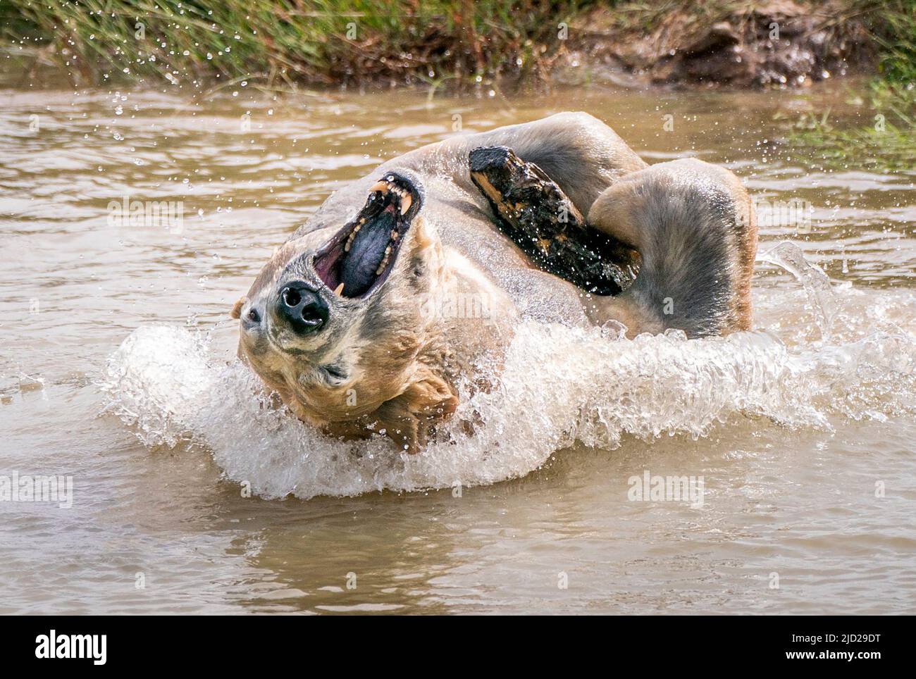 Nobby the polar bear cools down as he plays in a lake at the Yorkshire ...