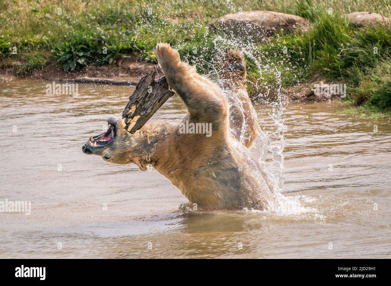 Nobby the polar bear cools down as he plays in a lake at the Yorkshire ...