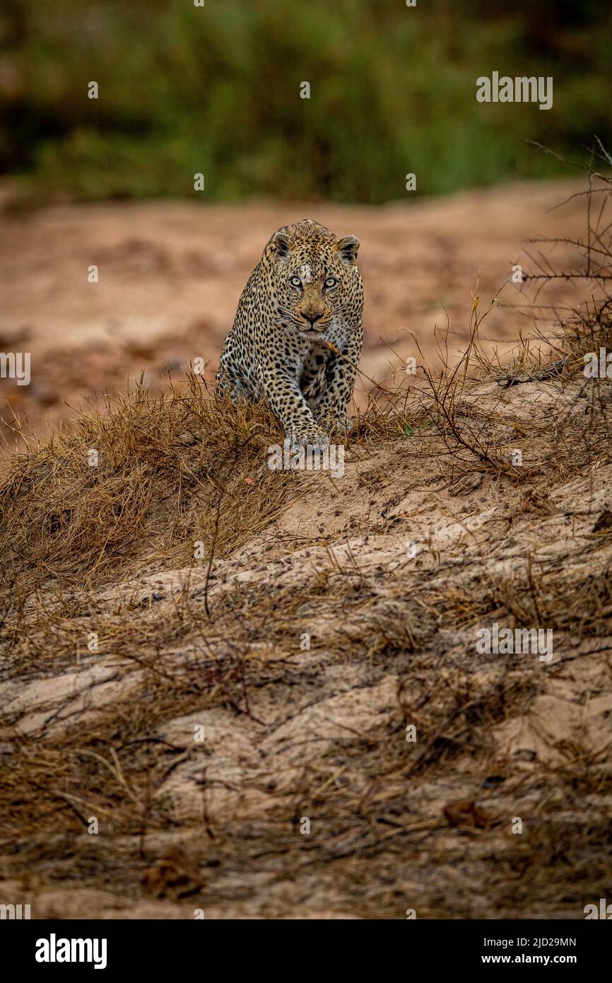 Big male Leopard walking towards the camera in the Kruger National Park ...