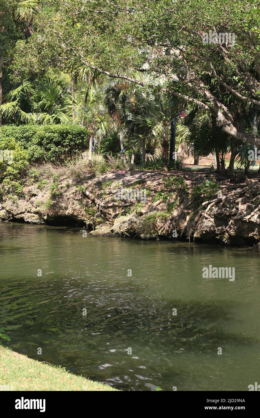 Beautiful tropical palm trees growing in the meadow Stock Photo - Alamy
