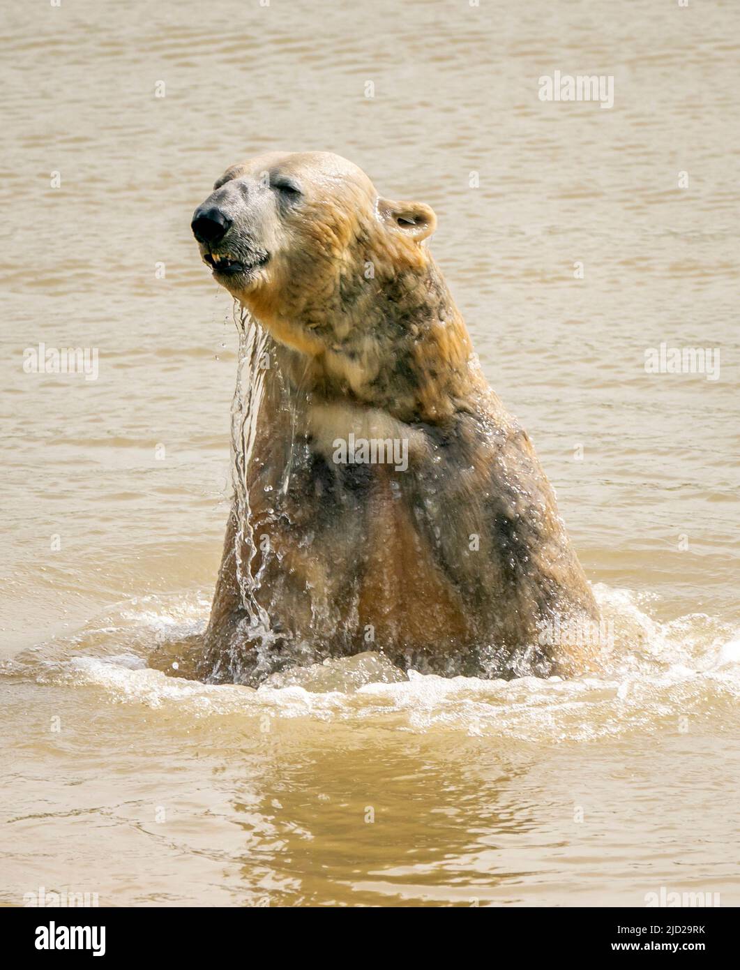 Nobby the polar bear cools down as he plays in a lake at the Yorkshire ...