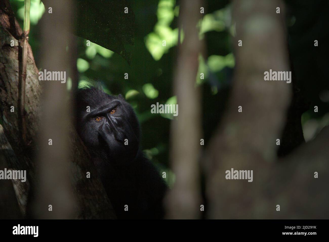 A Sulawesi black crested macaque (Macaca nigra) stares at camera as it ...