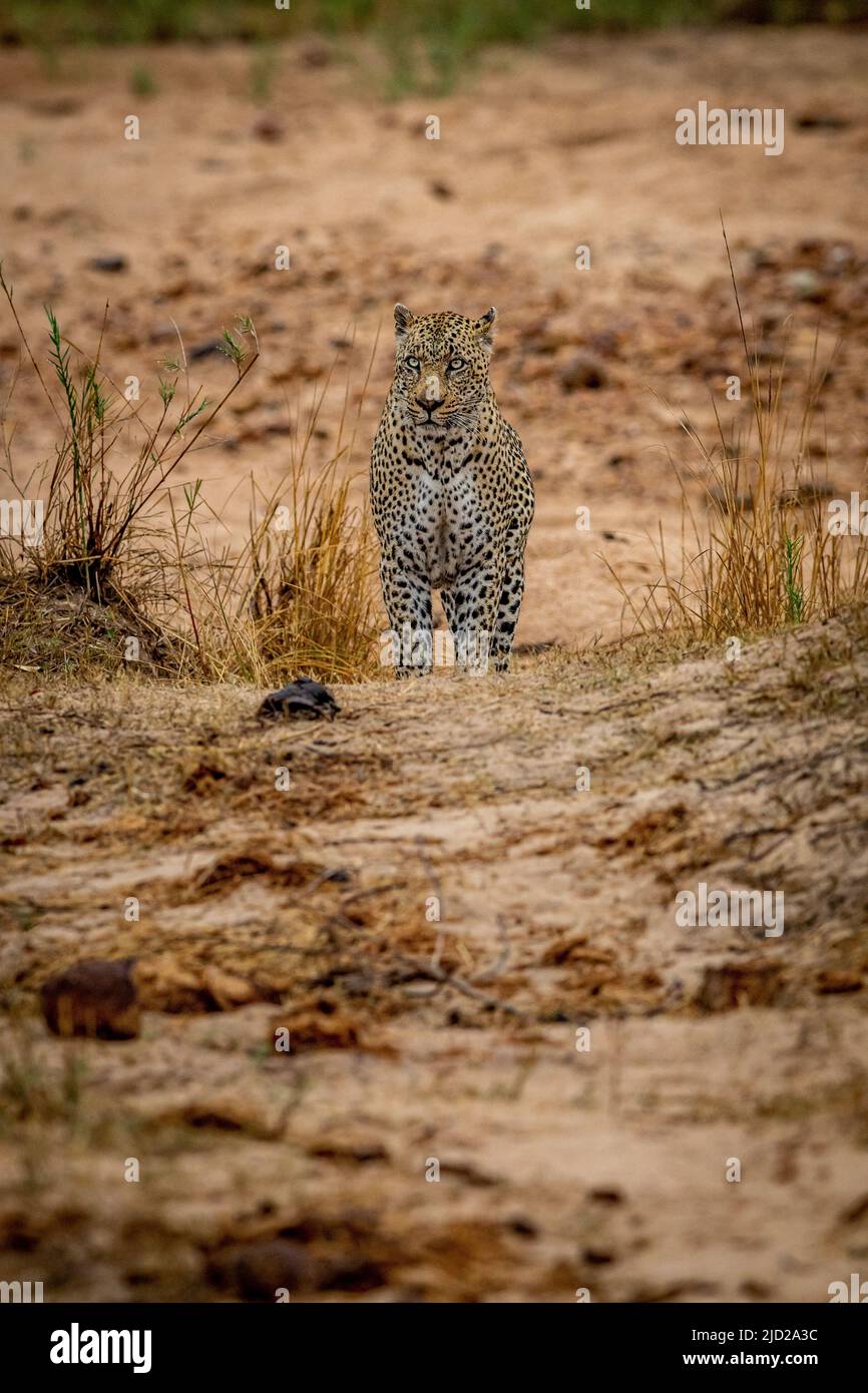 Big male Leopard walking towards the camera in the Kruger National Park ...