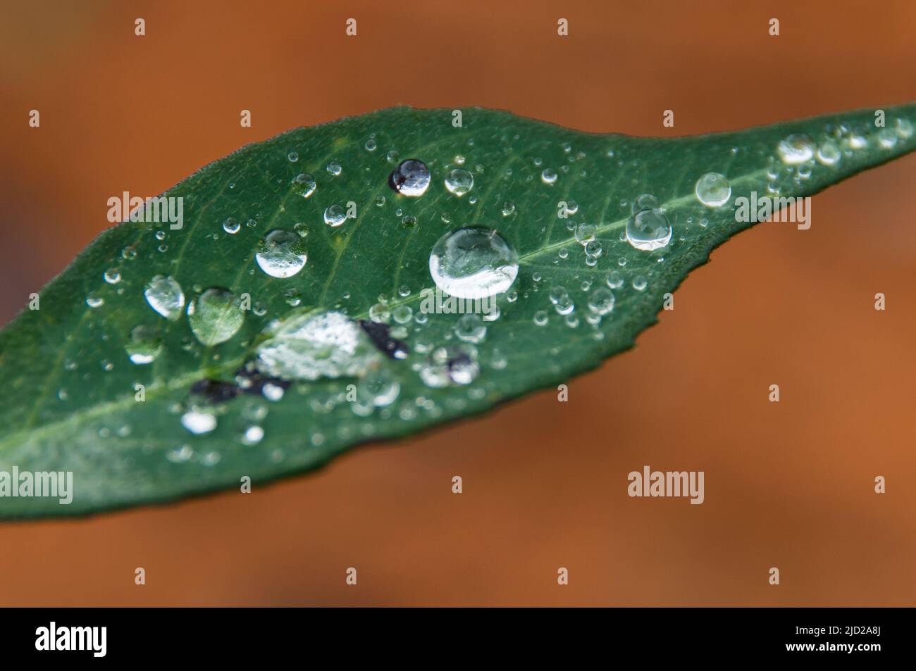 Plant Leaf with water drops Stock Photo - Alamy