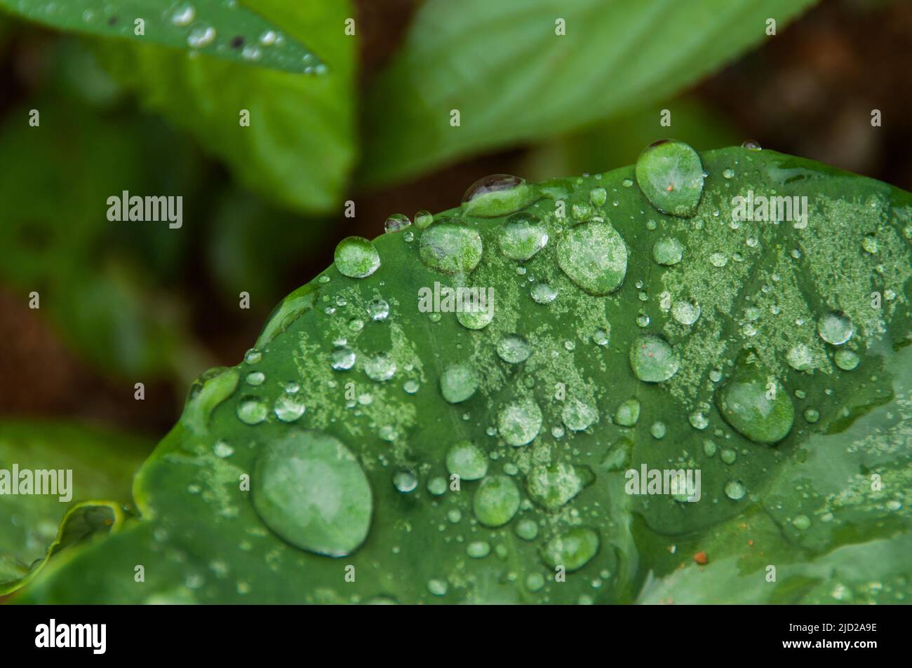 Plant leaf water droplet hi-res stock photography and images - Alamy